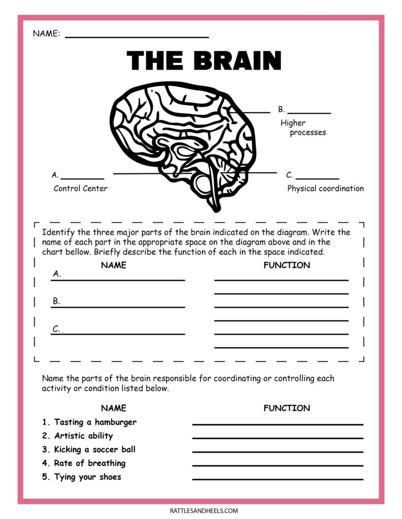 Grade 4 Science Worksheets Free Printable - Worksheets HQ