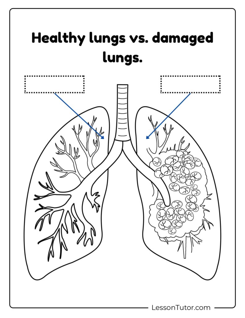 Free Printable Worksheets On The Lungs - Worksheets HQ
